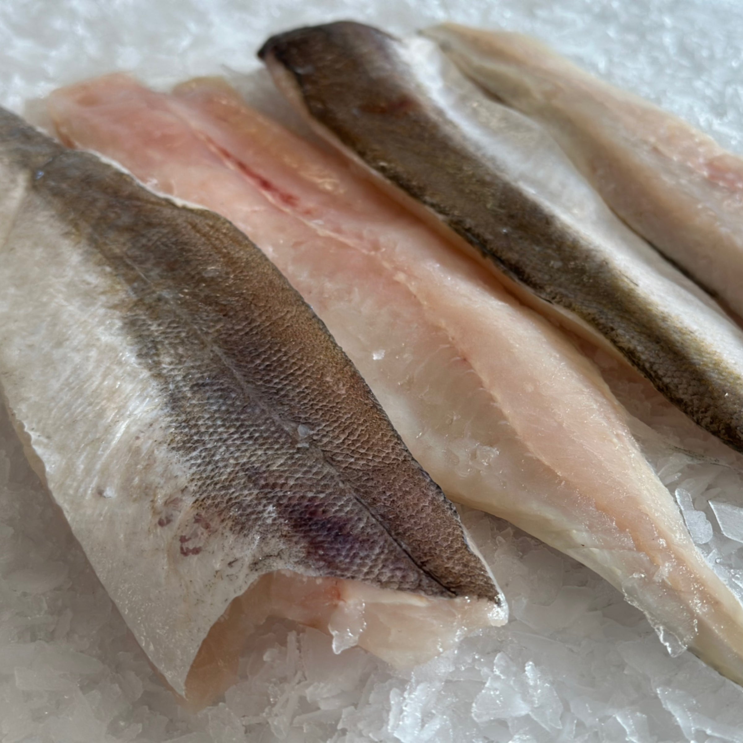 whiting fish
